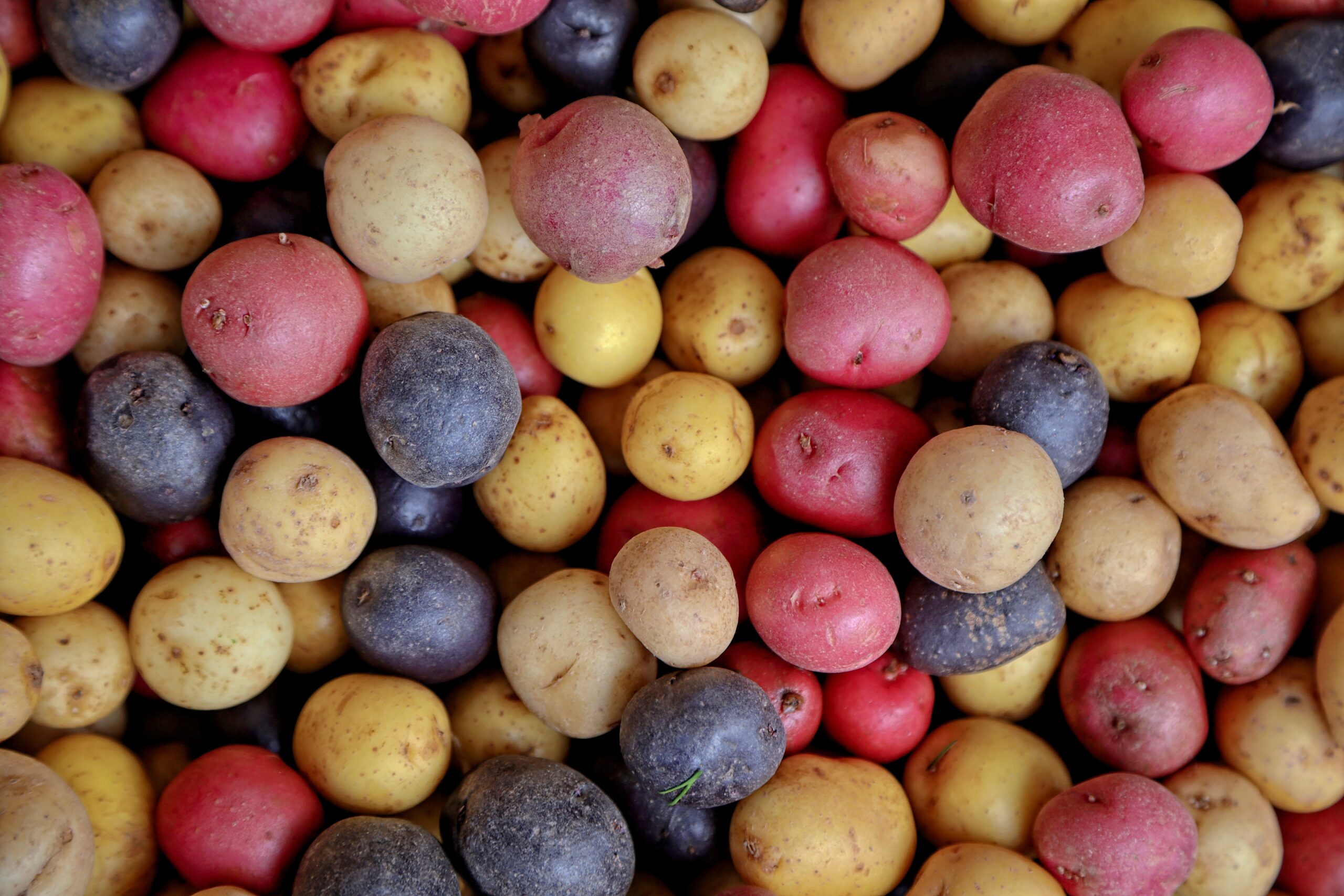 Heirloom Potato Varieties Make Great Baked Potatoes - Grit
